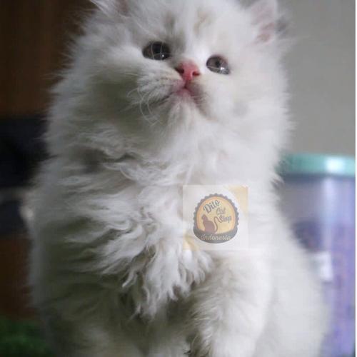 Jual Kucing Himalaya Super Long Hair Mata Biru Sepasang - Jakarta Pusat ...