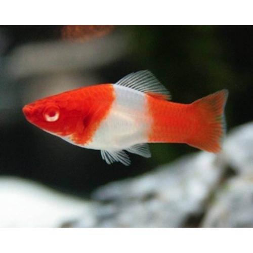 Jual Ikan Hias caroline miki mouse aquascape - Platy Mickey Mouse ...
