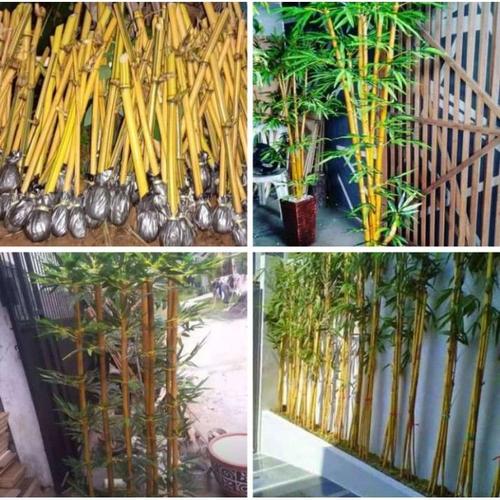 Jual Tanaman Hias Bambu Kuning-Bambu panda Tinggi 1 Meter - Kota ...