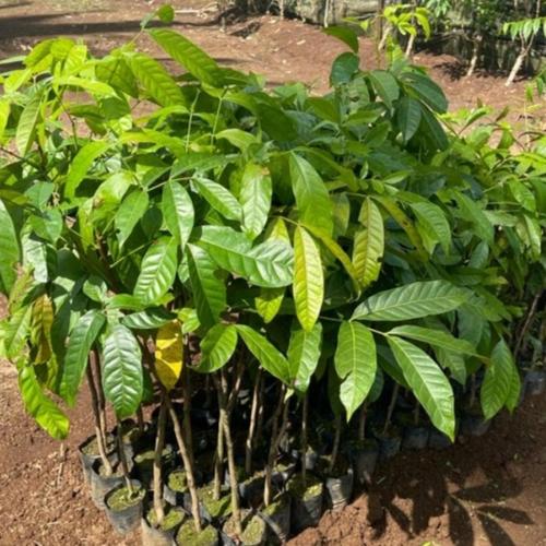 Jual bibit pohon mahoni harga satuan tinggi 1 meter - Kab. Kediri ...