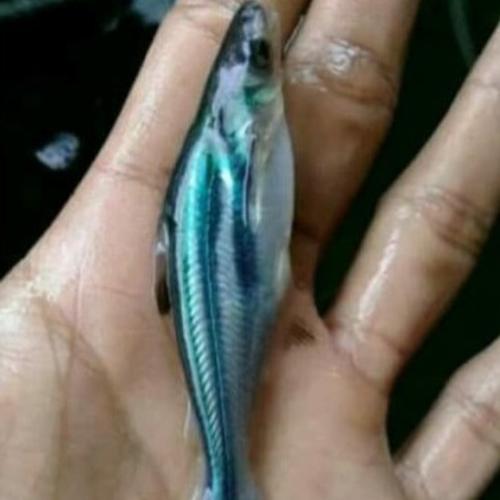 Jual bibit ikan patin sz 9-10cm - Kota Depok - maju maju_bettafish ...