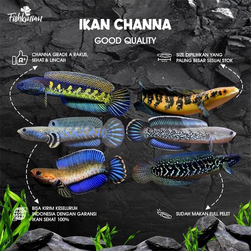 Jual IKAN CHANNA GRADE A - Auranti, Andrao, Blue Pulchra, Maru ...
