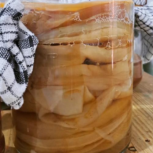 Jual scoby jamur kombucha tanpa air teh 1lembar / 100gr - Jakarta Barat ...