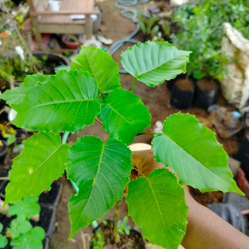 Jual Tanaman Hias /peneduh pohon Kalpataru/Pohon Roda dari semai biji ...