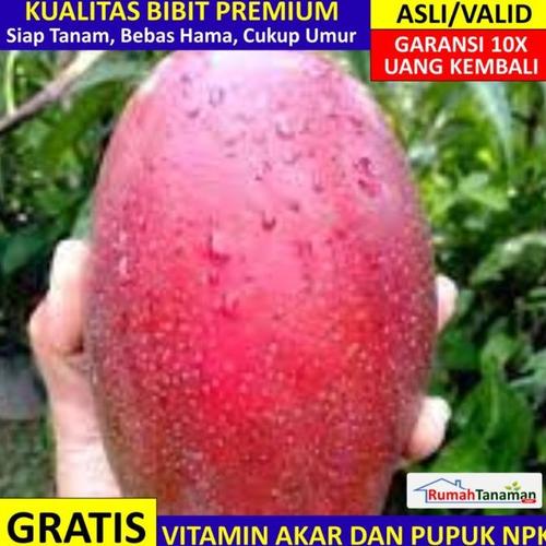 Jual READY Bibit Mangga Red Emperor Asli Bergaransi, Pohon Mangga Valid ...
