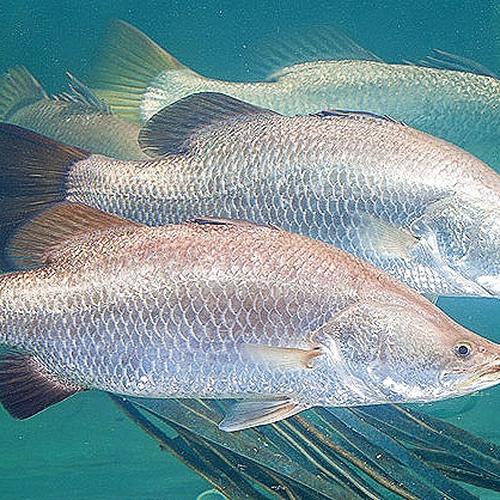 Jual Warunk Aquarium Ikan Hias Predator Barramundi Baramundi Kakap ...