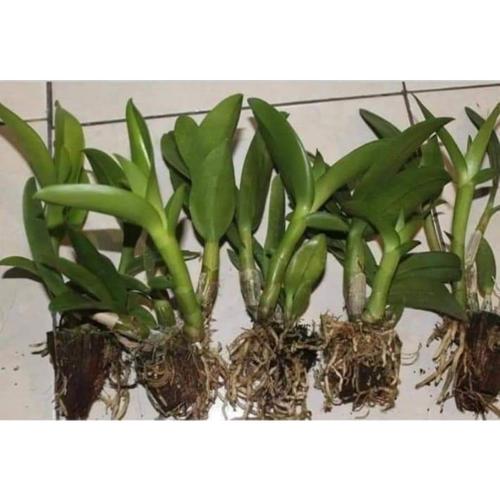Jual anggrek seedling dendrobium anggrek dendrobium - Kab. Bogor ...