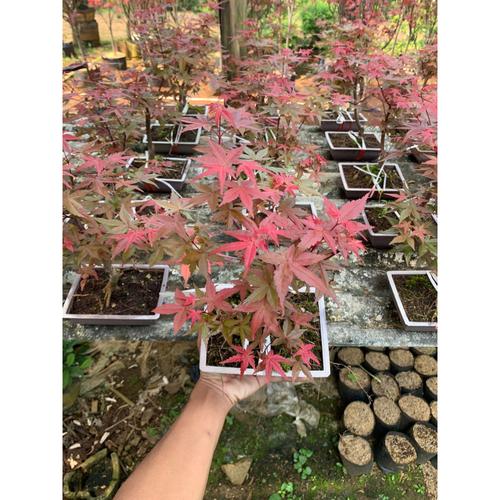 Jual Pohon Red Maple Murah | Bibit Pohon Red Maple | Red Maple Jepang ...