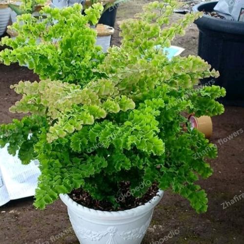 Jual Tanaman hias suplir boston keriting - Kota Tangerang Selatan ...