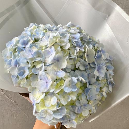 Jual buket hydrangea asli / bouquet wisuda / bucket mawar segar ...