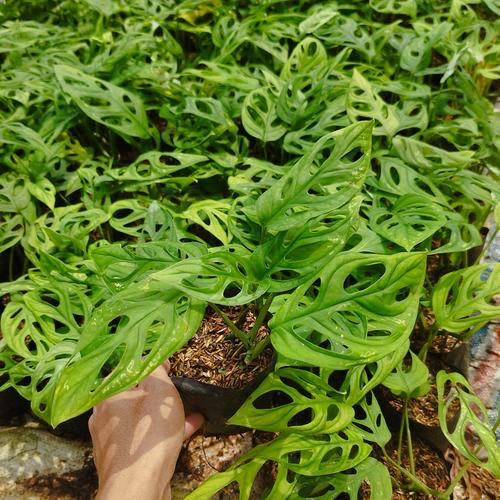 Jual tanaman hias janda bolong - Kab. Bogor - beautifull plant | Tokopedia