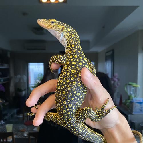 Jual Varanus colei - Jakarta Pusat - Central reptiles | Tokopedia