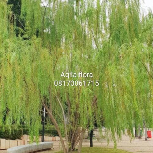 Jual pohon liang Liu tinggi 3 meter sampai 4 meter - Kab. Bogor - Aqila ...