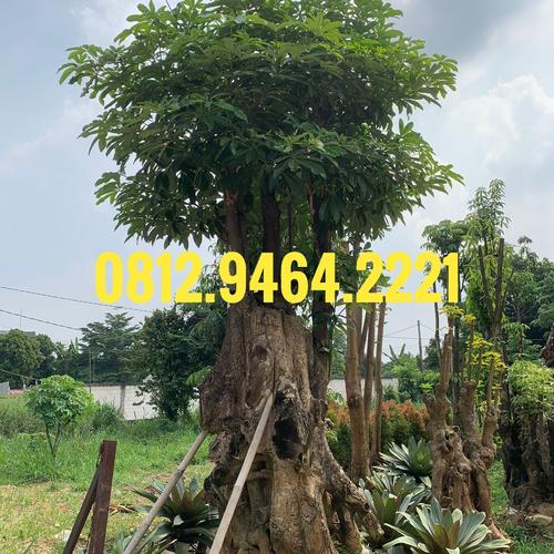 Jual Pohon Fosil Pule Putih Batang Besar Rimbun Dan Berkarakter Free ...