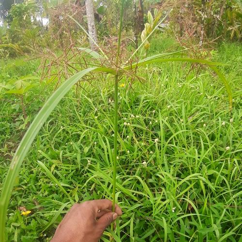 Jual tanaman rumput teki / bibit tanaman teki berumbi - Kab. Bandung ...