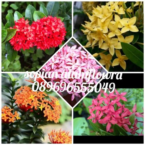 Jual tanaman hias 5 jenis bunga asoka - soka mini soka - Kab. Bogor ...