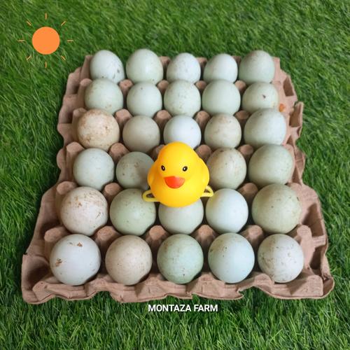 Promo telur bebek grade A super besar fresh telor omega mentah bandung ...