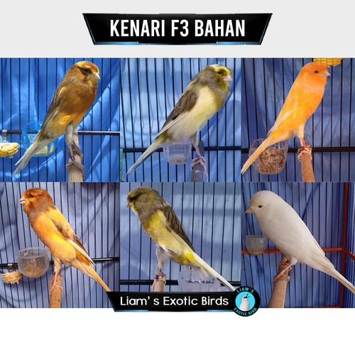 Jual Burung Kenari F3 Bahan Jantan Garansi - Jakarta Timur ...