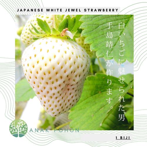 Jual Benih Bibit Biji - Japanese White Jewel Strawberry Putih Jepang ...