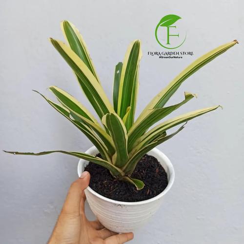 Jual Tanaman Hias Bromelia Variegata - Bromel Variegata - Kab. Bogor ...