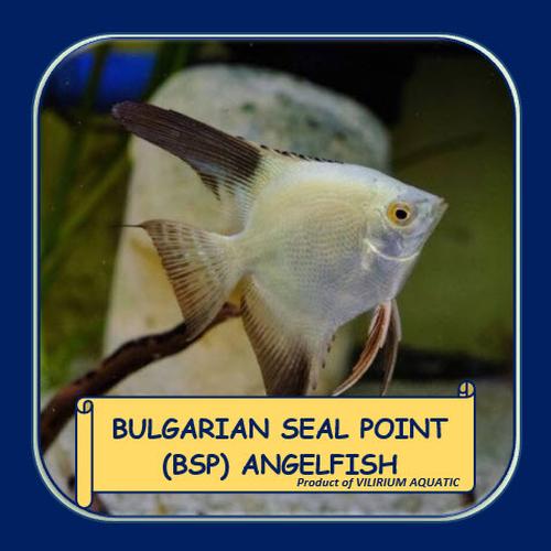 Promo IKAN HIAS AIR TAWAR - ANGELFISH / MANFISH BULGARIAN SEAL POINT ...