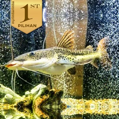 Jual Leopard Catfish Ikan Hias Predator Hiasan Aquarium Tanaman ...