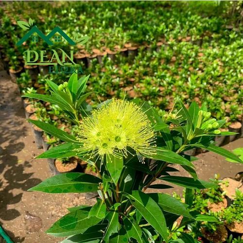 Jual Tanaman Hias Santos Lemon Bunga Kuning - Santos Lemon Bunga Kuning ...