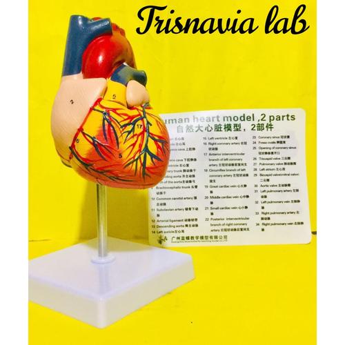 Jual Alat Peraga Human Heart Model Anatomi Jantung/ Human Heart Model ... Jual Alat Peraga Human Heart Model Anatomi Jantung/ Human Heart Model ...