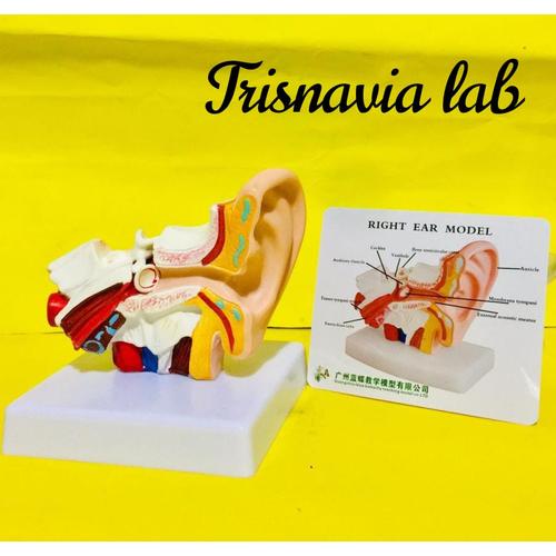 Jual Alat Peraga Anatomi Telinga Manusia / Right Ear Model - Kab. Bogor ...
