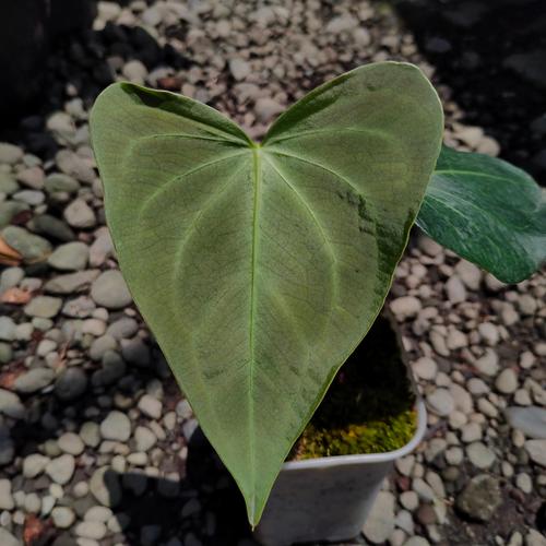 Jual Anthurium delta force hybrid - Kab. Lumajang - Artulang nursery ...