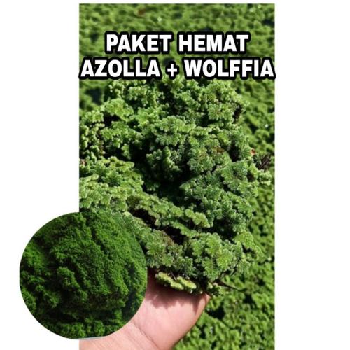 Jual PAKET HEMAT AZOLLA & WOLFFIA || AZOLLA WOLFFIA || BIBIT AZOLLA WOLFFIA - Kota Surabaya ...