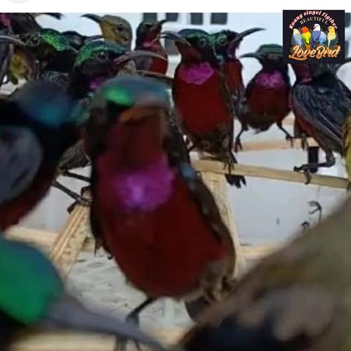 Jual Burung kolibri ninja konin jantan pilihan - Jakarta Barat - Zaini ...