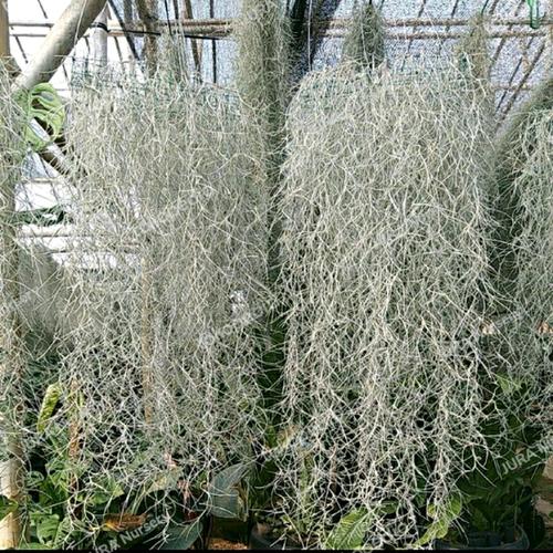 Jual Tanaman Hias Jenggot Musa - Kota Tangerang Selatan - JURA Nursery ...