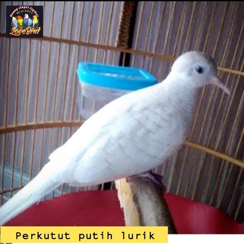Jual burung perkutut putih mata merah katuranggan - Jakarta Barat ...