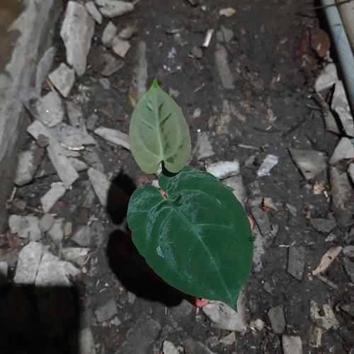 Jual Anthurium Papillilaminum legend X anthurium goliath new hybrid I ...