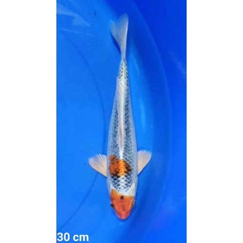 Jual IKAN KOI KUJAKU JEPANG SERTIFIKAT KANEKO FISH FARM CODE 73 ...