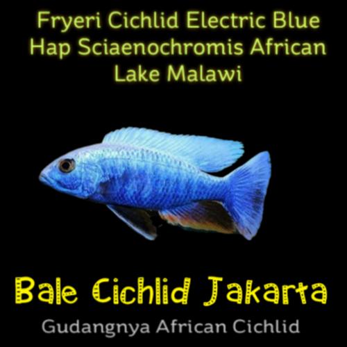 Jual African Cichlid - Fryeri Cichlid Electric Blue Hap Sciaenochromis ...