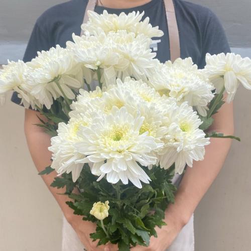 Jual bunga potong segar chrysant krisan fresh flower - (1 tangkai ...