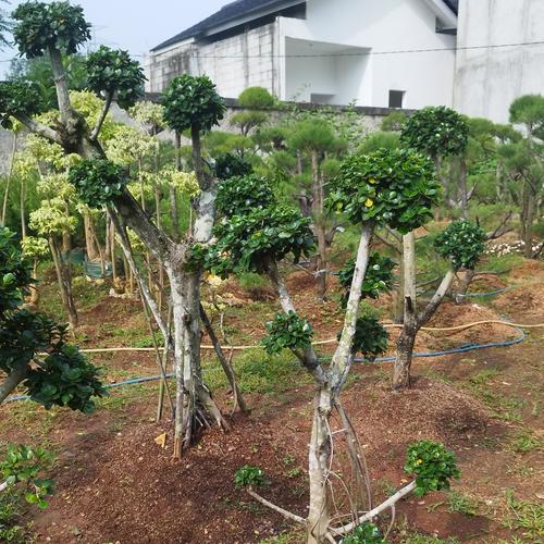 Jual tanaman hias bonsai beringin korea - bonsai beringin Korea mikro ...