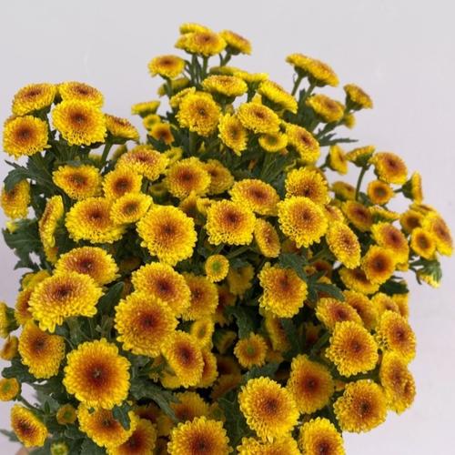 Jual Bunga Aster Calimero Grade A Isi 10 Tangkai (Bunga Potong Segar ...