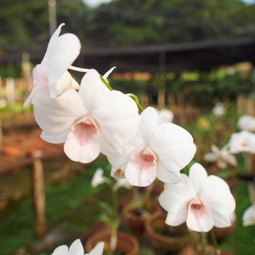 Jual pohon anggrek dendrobium putih - tanaman anggrek dendrobium putih ...