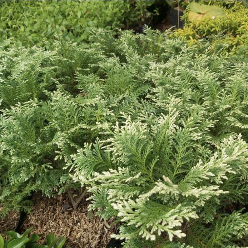 Jual Tanaman Hias Pohon Cemara Kinoki - Inoki - Unik - Kota Bogor ...