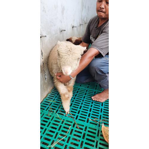 Jual Domba Batur Putih: Shaun the Sheep Versi Nyata! - Kota Batu ...