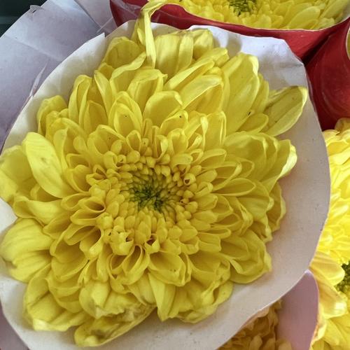 Jual bunga potong segar chrysant krisan fresh flower - (1 tangkai ...