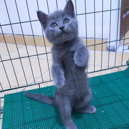 Jual kucing bsh British short hair mix - Kota Surakarta - karebetcat2 ...