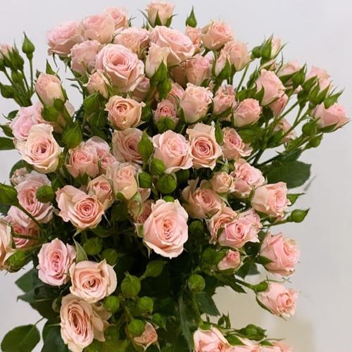 Jual Bunga Baby Rose isi 10 Tangkai (Bunga Potong Segar) - Kuning ...