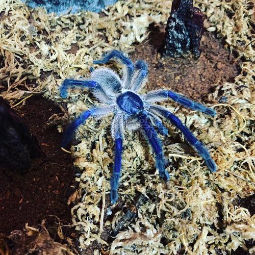 Jual Monocentropus Balfouri / Socotra Island Blue Baboon Tarantula ...