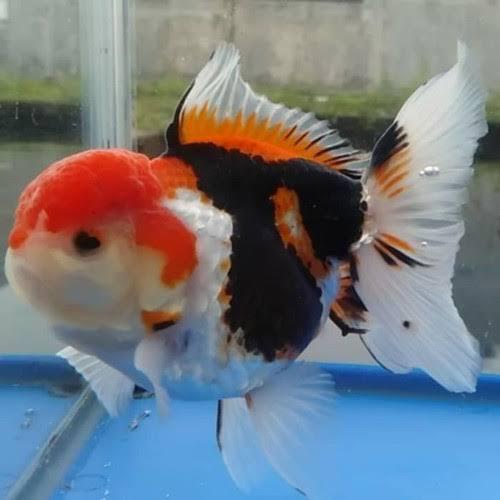 Jual ikan mas koki oranda tricolor - Jakarta Timur - Pangrib Fish ...