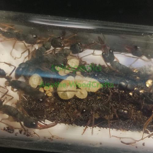 Jual Harpegnathos Venator / Queen Ant / Ratu Semut FERTILE - Founding ...