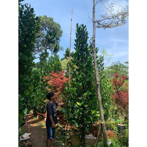Jual Tanaman Garcinia Pohon Nangka Combogia Tinggi 4 Meter Daun Rimbun ...